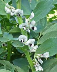 Fava Tops/Greens Archives | Cook With What You Have