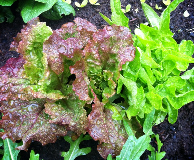 Lettuce (Red, Green, Romaine, Butter) – Cook With What You Have